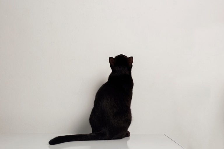 Why Is Your Cat Trying to Climb the Walls? 8 Wild Reasons | Hepper Pet ...