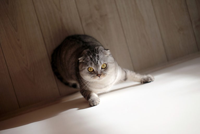 Why Is Your Cat Trying to Climb the Walls? 8 Wild Reasons | Hepper Pet ...