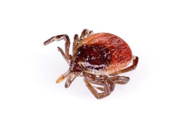 How to Remove a Dried Dead Tick From Your Dog in 7 Steps | Hepper Pet ...