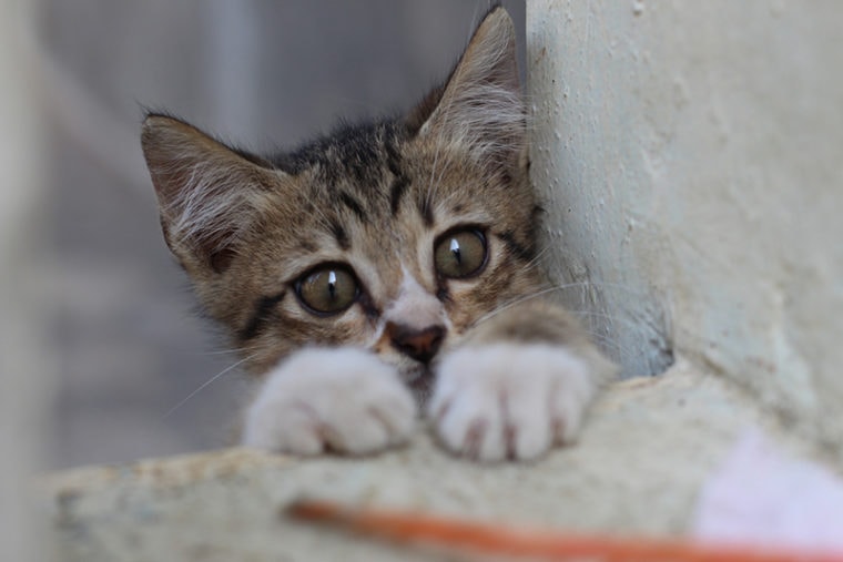 Why Is Your Cat Trying to Climb the Walls? 8 Wild Reasons | Hepper Pet ...