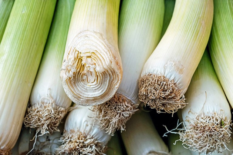 Can Dogs Eat Leeks? Vet Reviewed Nutrition & Facts | Hepper Pet Resources