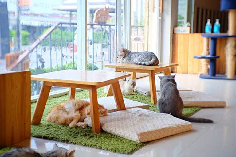 The Rise of Cat Cafes: How Have They Become So Popular? | Hepper Pet ...