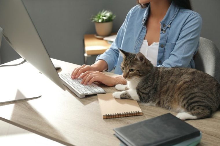 Benefits of Having a Cat in the Workplace (7 Reasons You Need One ...