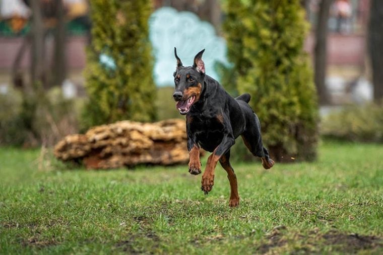 Why Does My Dog Chase People? 7 Possible Reasons | Hepper Pet Resources