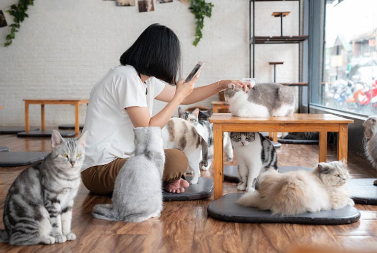 The Rise of Cat Cafes: How Have They Become So Popular? | Hepper Pet ...