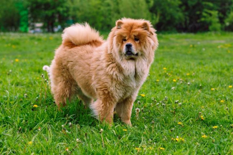 How Much Does a Chow Chow Cost? (Price Guide 2025) | Hepper Pet Resources