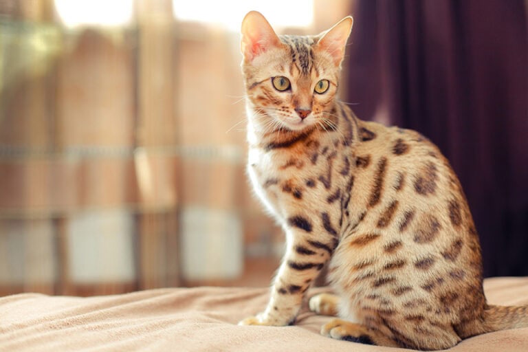 12 Exotic Cat Breeds You Can Keep as Pets (With Info & Pictures ...