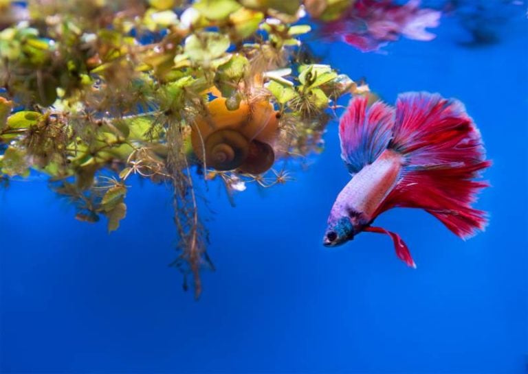 Can Otocinclus Catfish and Betta Fish Live Together? Our Vet Answers ...