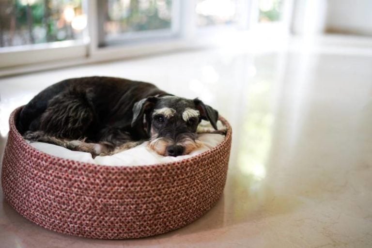 11 Miniature Schnauzer Health Problems to Watch Out For | Hepper Pet ...