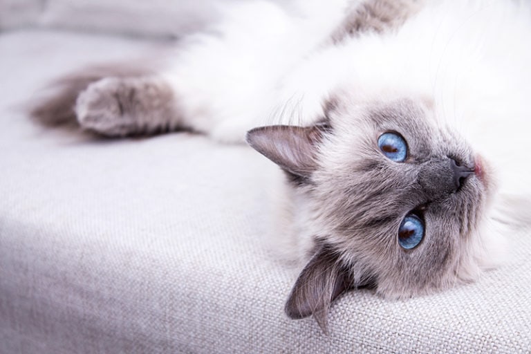 16 Most Cuddly and Affectionate Cat Breeds (With Info & Pictures ...