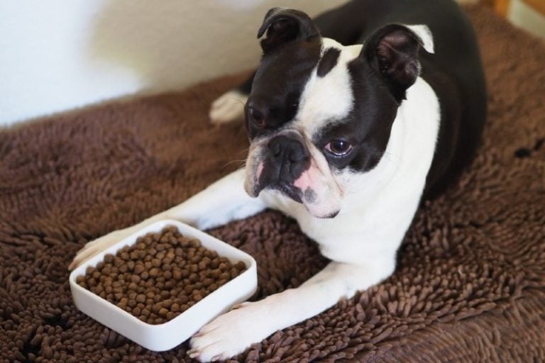 Why Do Dog Farts Smell So Bad? 7 Vet Reviewed Reasons Explained ...