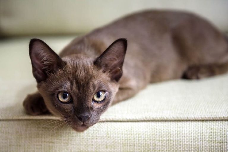 10 Most Popular Cat Breeds in Canada (2026 Update With Pictures) (With ...