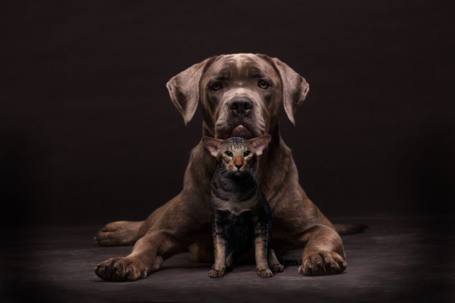 Are Cane Corsos Good with Cats? Breed Temperament & Facts | Hepper Pet ...