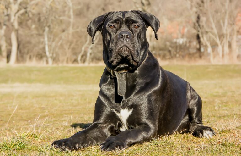14 Incredible Cane Corso Facts You Will Love | Hepper Pet Resources