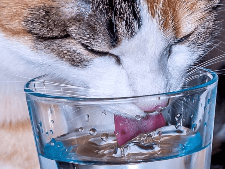 Is My Cat Drinking Enough Water? Here’s What to Look For | Hepper Pet ...