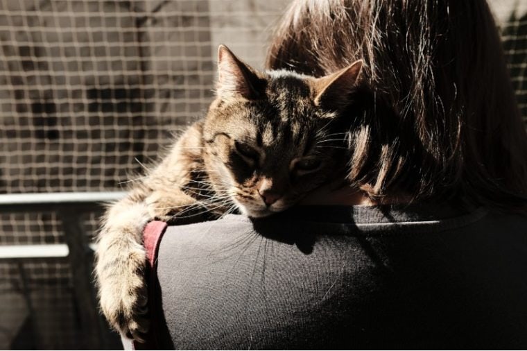 5 Reasons Why Your Cat Sits on Your Shoulder The Surprising Answer ...
