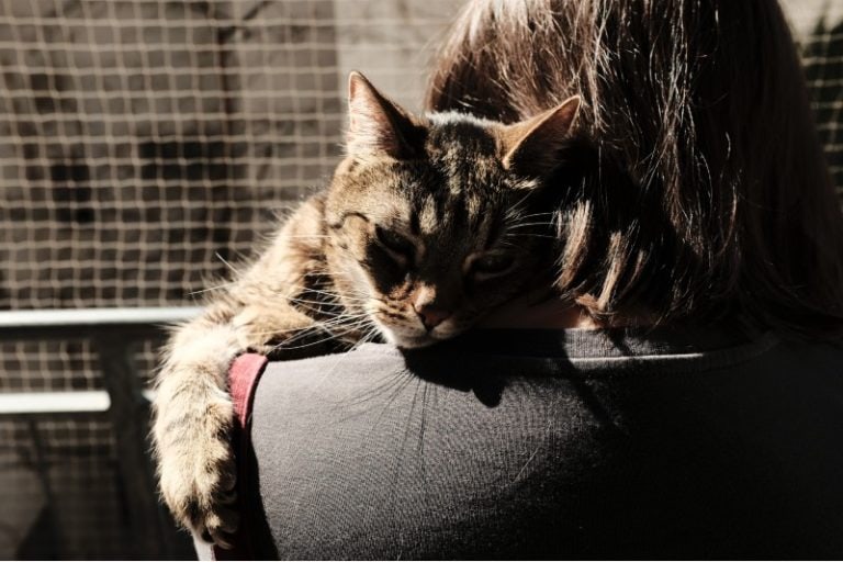 5 Reasons Why Your Cat Sits on Your Shoulder The Surprising Answer ...