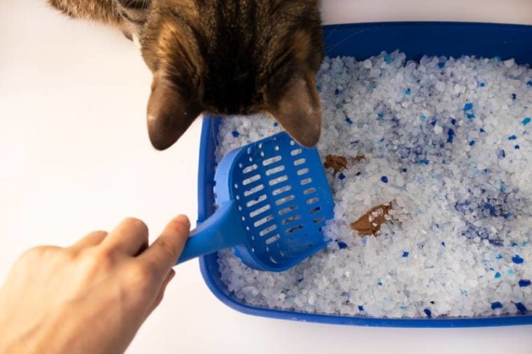 Why Doesn’t My Cat Cover Their Poop? 10 Likely Reasons | Hepper Pet ...