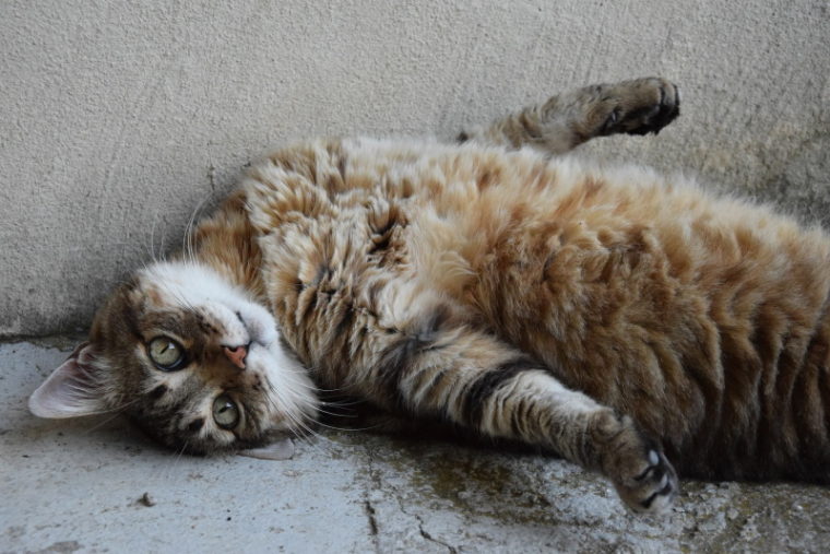 Why Is My Cat Losing Balance? 3 Vet-Reviewed Causes | Hepper Pet Resources