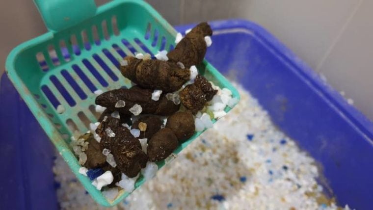 Cat Poop Chart: Vet-Approved Color & Consistency Guide | Hepper Pet ...