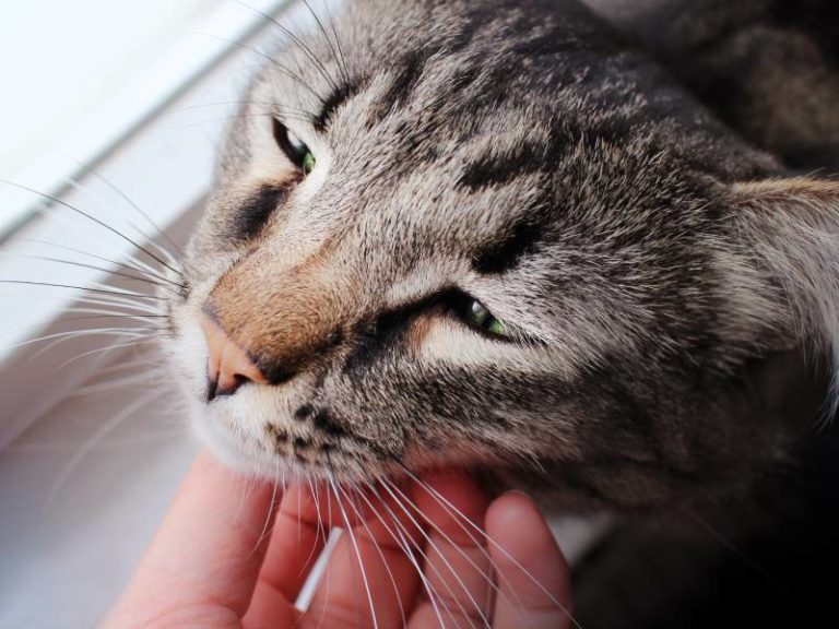 Why Does My Cat Purr So Loud? 6 Vet Reviewed Reasons | Hepper Pet Resources