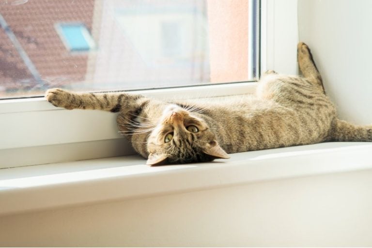 8 Reasons Why Your Cat Is Scratching at the Window (Cat Behavior ...