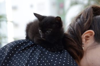 5 Reasons Why Your Cat Sits on Your Shoulder The Surprising Answer ...