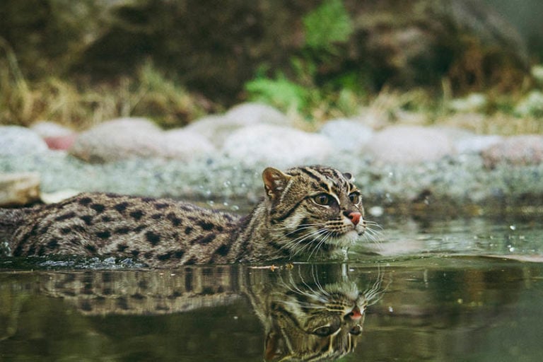 5 Reasons Why Your Cat is So Obsessed with Water (Explained!) | Hepper ...