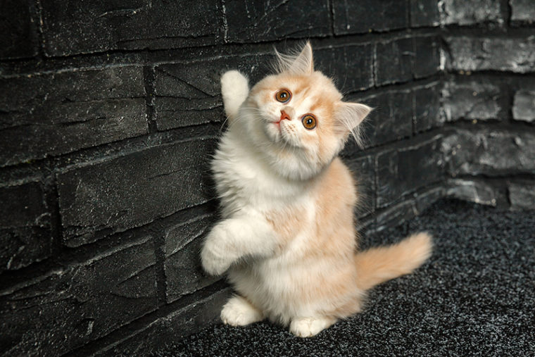 7 Reasons Why Your Cat Is Kicking the Wall: The Interesting Answer ...