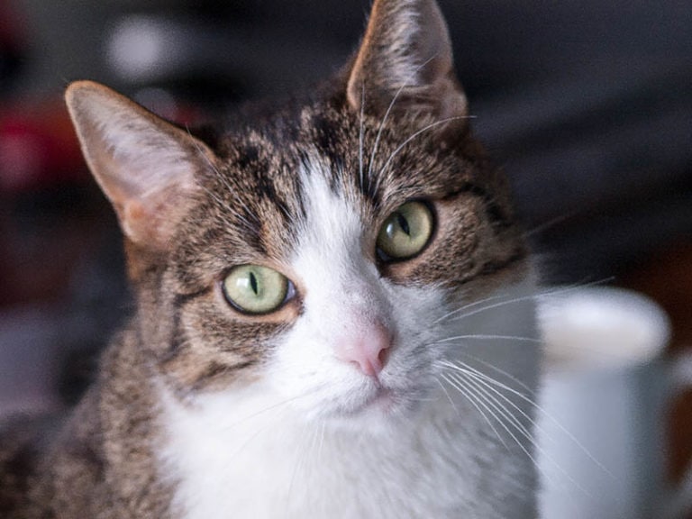 9 Reasons Why Your Cat's Nose Is Changing Color: Vet Reviewed Answer ...