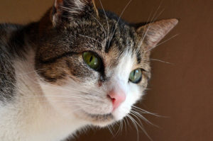 9 Reasons Why Your Cat's Nose Is Changing Color: Vet Reviewed Answer ...