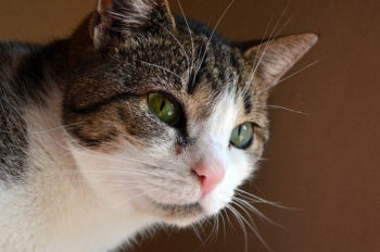 9 Reasons Why Your Cat's Nose Is Changing Color: Vet Reviewed Answer ...