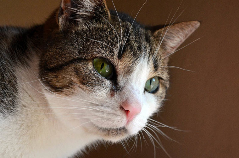 9 Reasons Why Your Cat's Nose Is Changing Color: Vet Reviewed Answer ...