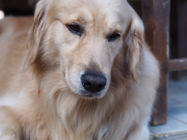 Neuropathy in Dogs: Common Signs to Look Out For (Vet Answer) | Hepper ...