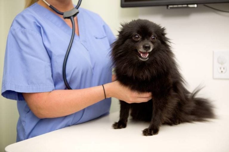 What Are Normal Dog Vital Signs & How to Measure Them (Vet-Approved ...