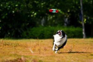 12 Fun Games to Play With Dogs (Indoor & Outdoor) | Hepper Pet Resources
