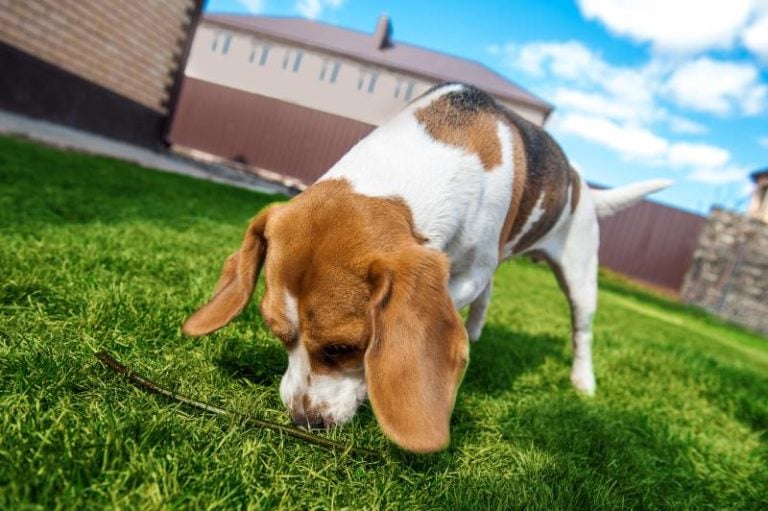 How Far Can Dogs Smell? The Average & Maximum Distance | Hepper Pet ...
