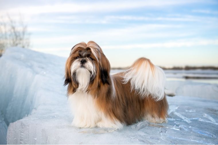 15 Most Affordable & Cheapest Dog Breeds in 2026 (With Info & Pictures ...