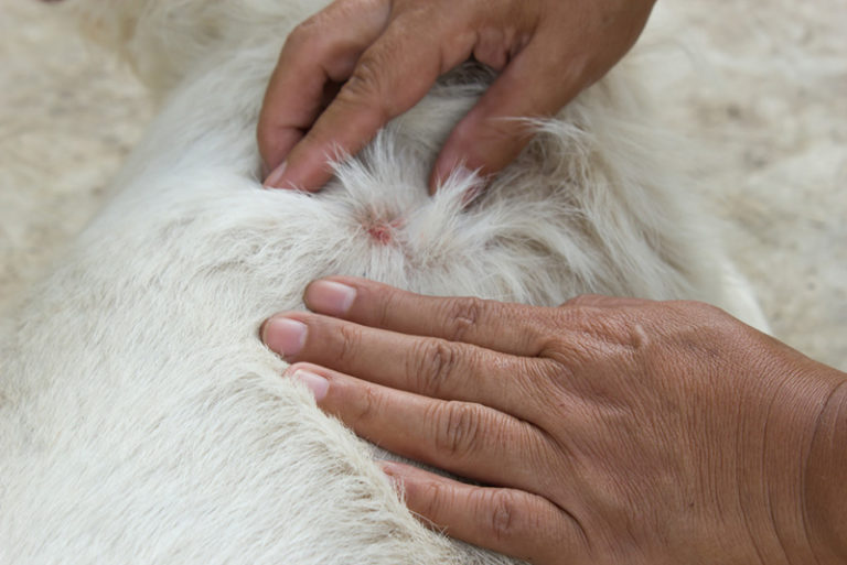How to Remove a Dried Dead Tick From Your Dog in 7 Steps | Hepper Pet ...