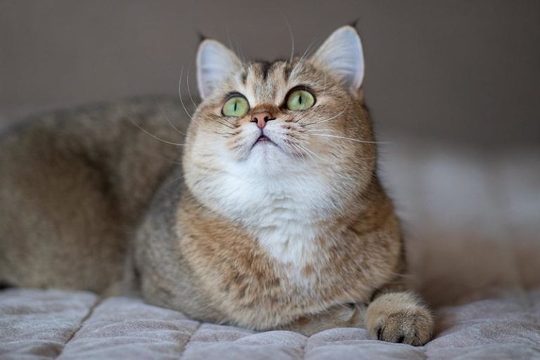 Can Cats See Ghosts? Feline Visual & Auditory Abilities Examined ...