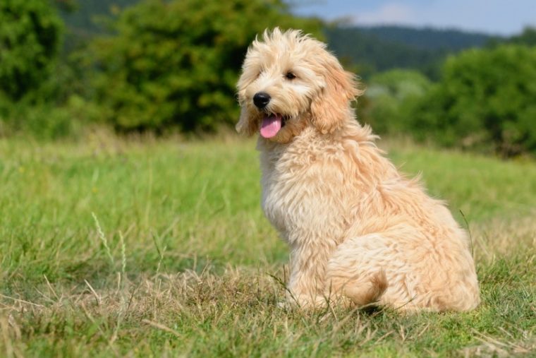 18 Golden Retriever Mixed Breeds (With Info & Pictures) | Hepper Pet ...