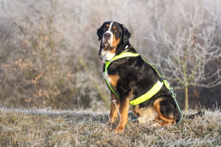 80 Amazing Names for Greater Swiss Mountain Dogs (2026 Update) | Hepper ...