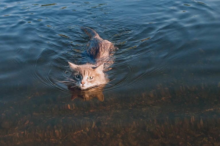 5 Reasons Why Your Cat is So Obsessed with Water (Explained!) | Hepper ...
