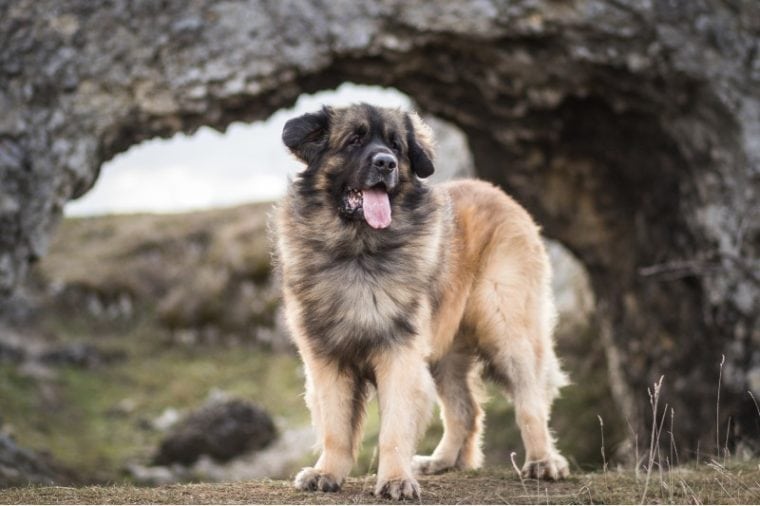 20 German Dog Breeds (with Info & Pictures) | Hepper Pet Resources