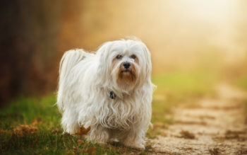 Shih Tzu vs. Havanese: What’s the Difference? (With Pictures) | Hepper ...
