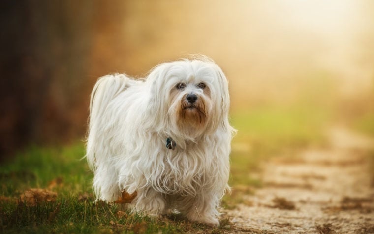 Shih Tzu vs. Havanese: What’s the Difference? (With Pictures) | Hepper ...