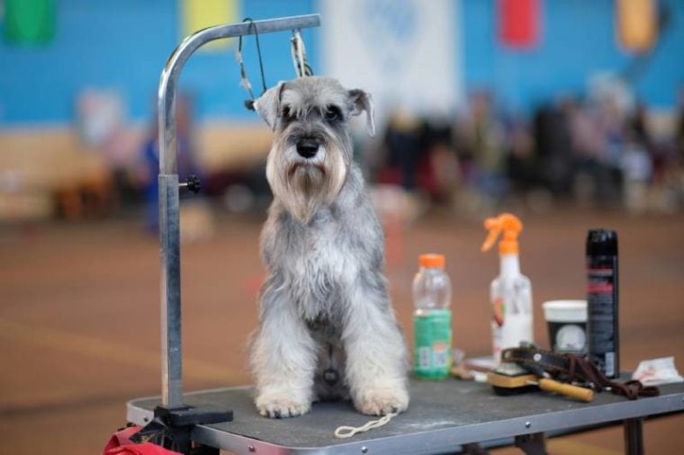 How to Groom a Miniature Schnauzer: 12 Helpful Tips | Hepper Pet Resources