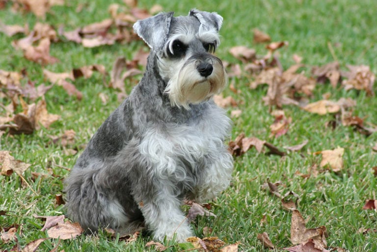 3 Standard Miniature Schnauzer Colors (With Pictures) | Hepper Pet ...