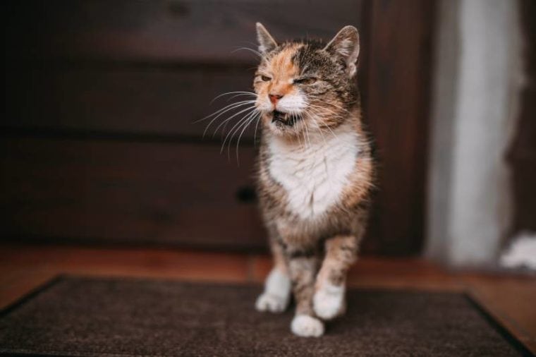 8 Vet-Reviewed Reasons Why Your Old Cat Is Meowing So Much: Feline ...