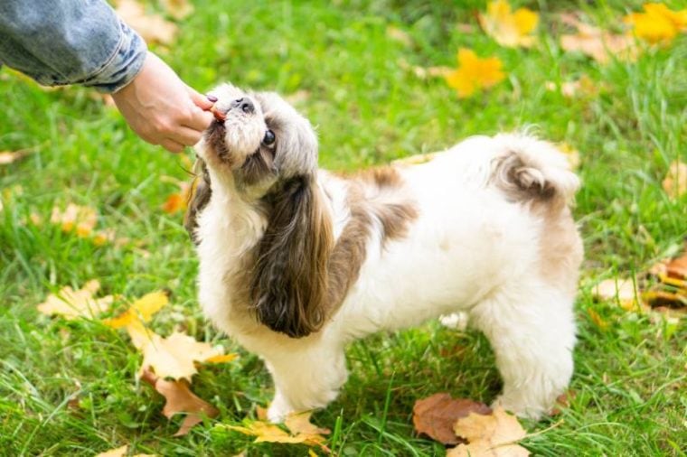 Can Dogs Eat Flour? Vet Approved Facts & FAQ | Hepper Pet Resources